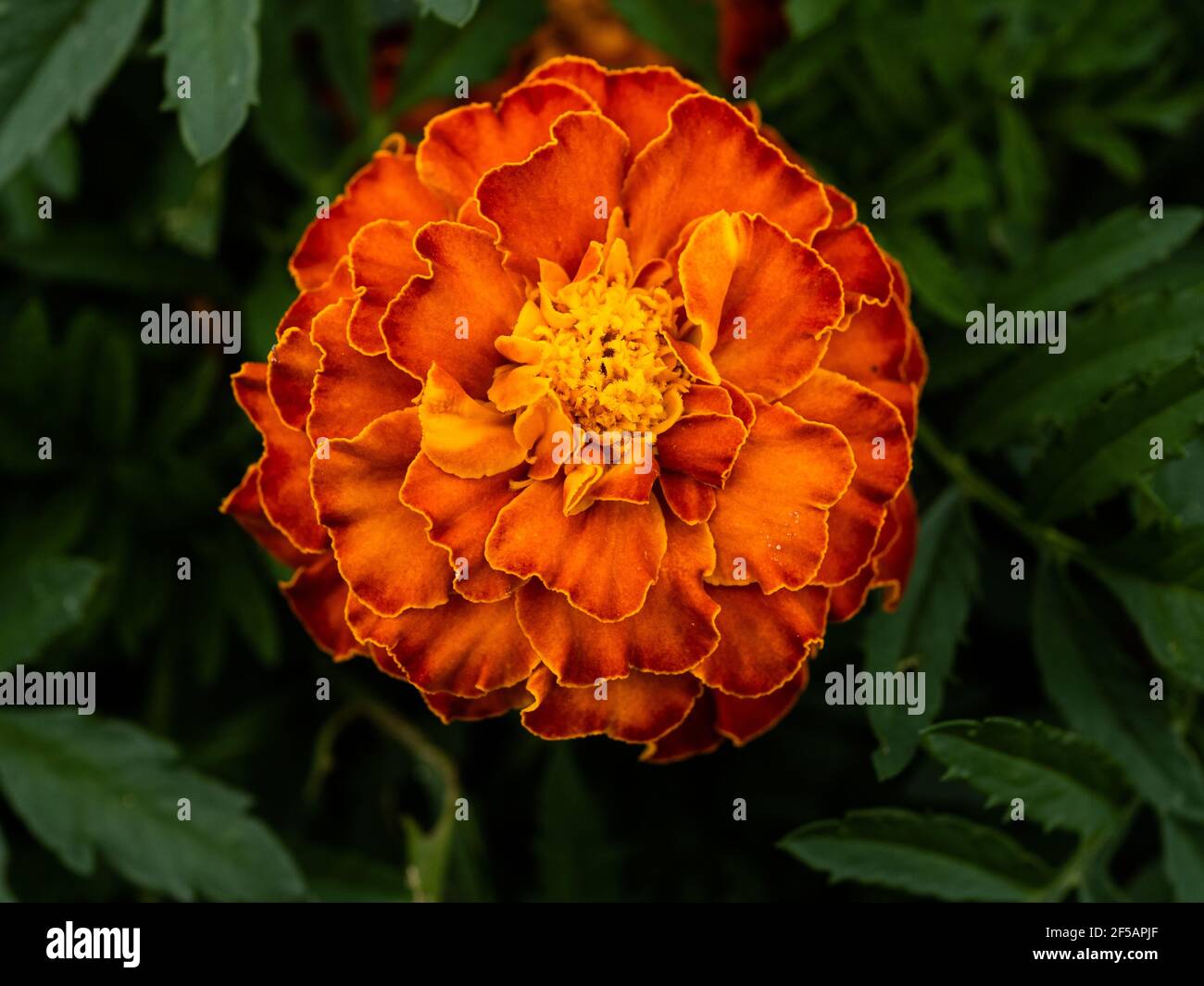 Marigolds (Tagetes erecta, Mexican marigold, Aztec marigold, African ...
