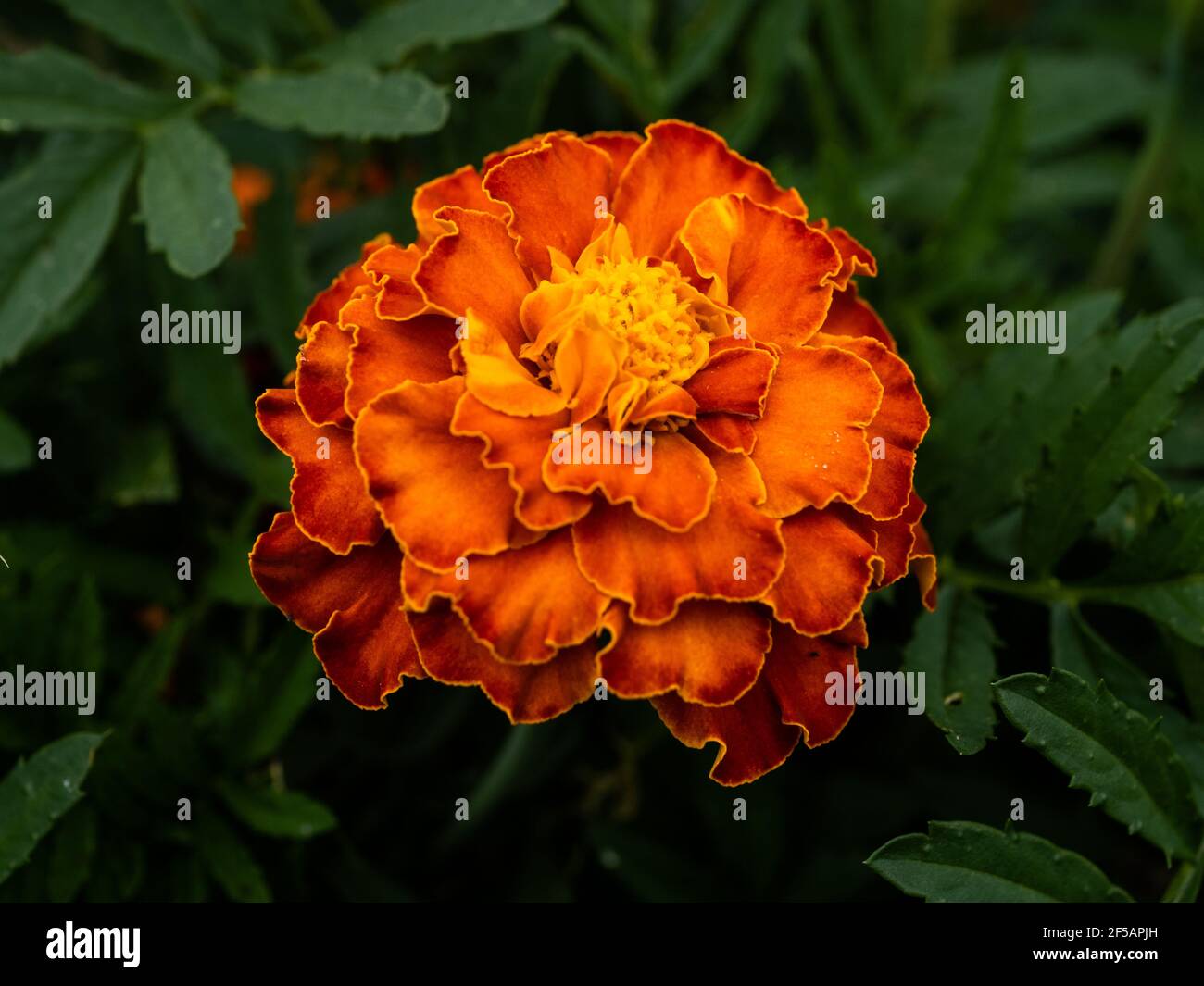 Marigolds (Tagetes erecta, Mexican marigold, Aztec marigold, African ...