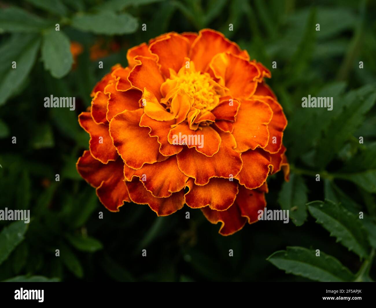 Marigolds (Tagetes erecta, Mexican marigold, Aztec marigold, African ...