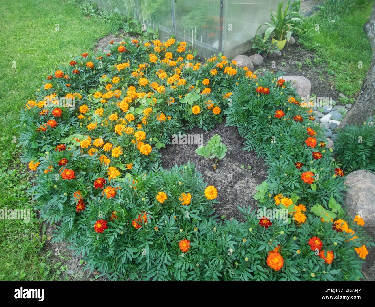 Marigolds (Tagetes erecta, Mexican marigold, Aztec marigold, African ...