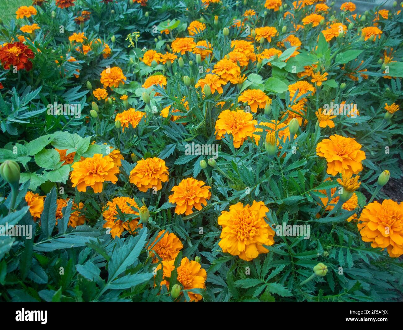 Marigolds (Tagetes erecta, Mexican marigold, Aztec marigold, African ...