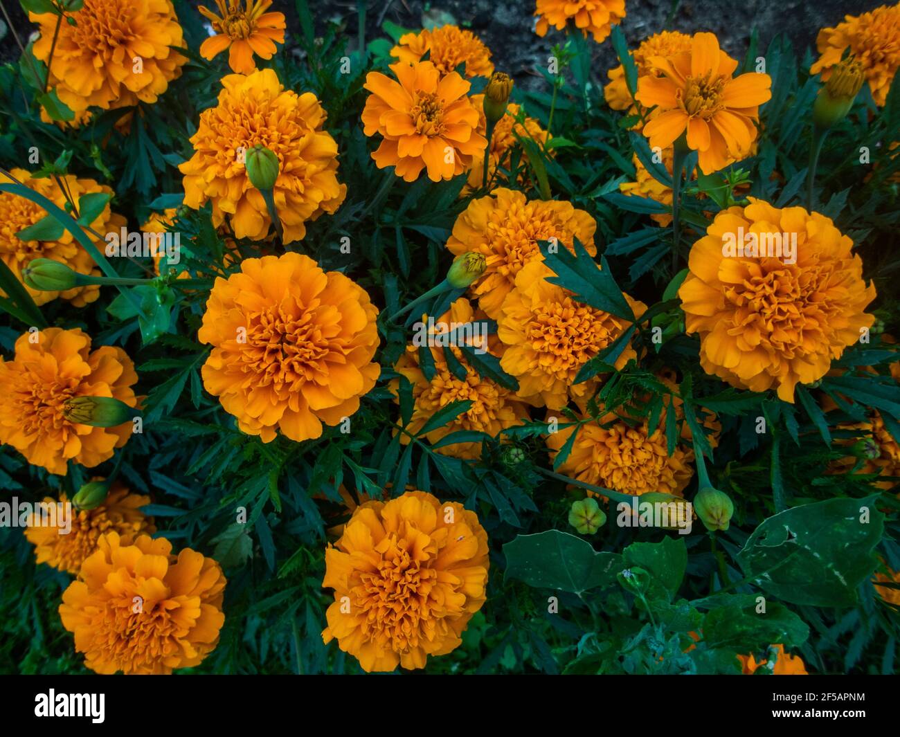 Marigolds (Tagetes erecta, Mexican marigold, Aztec marigold, African ...