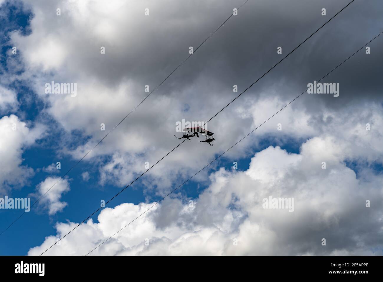 Zipline atraction and Thick colourful forest in autumn season in Gauja ...