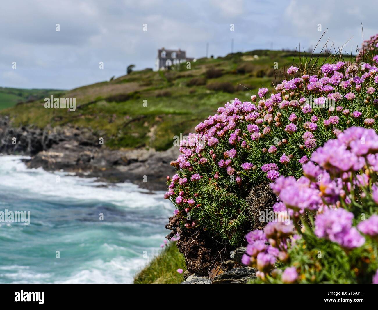 Cornish flowers hi-res stock photography and images - Alamy