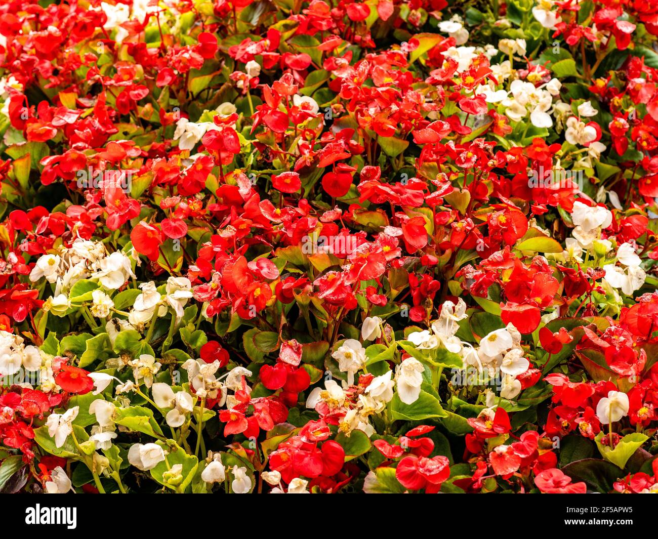 Sightseeing of Latvia. Cane Park is a popular tourist attraction and ...