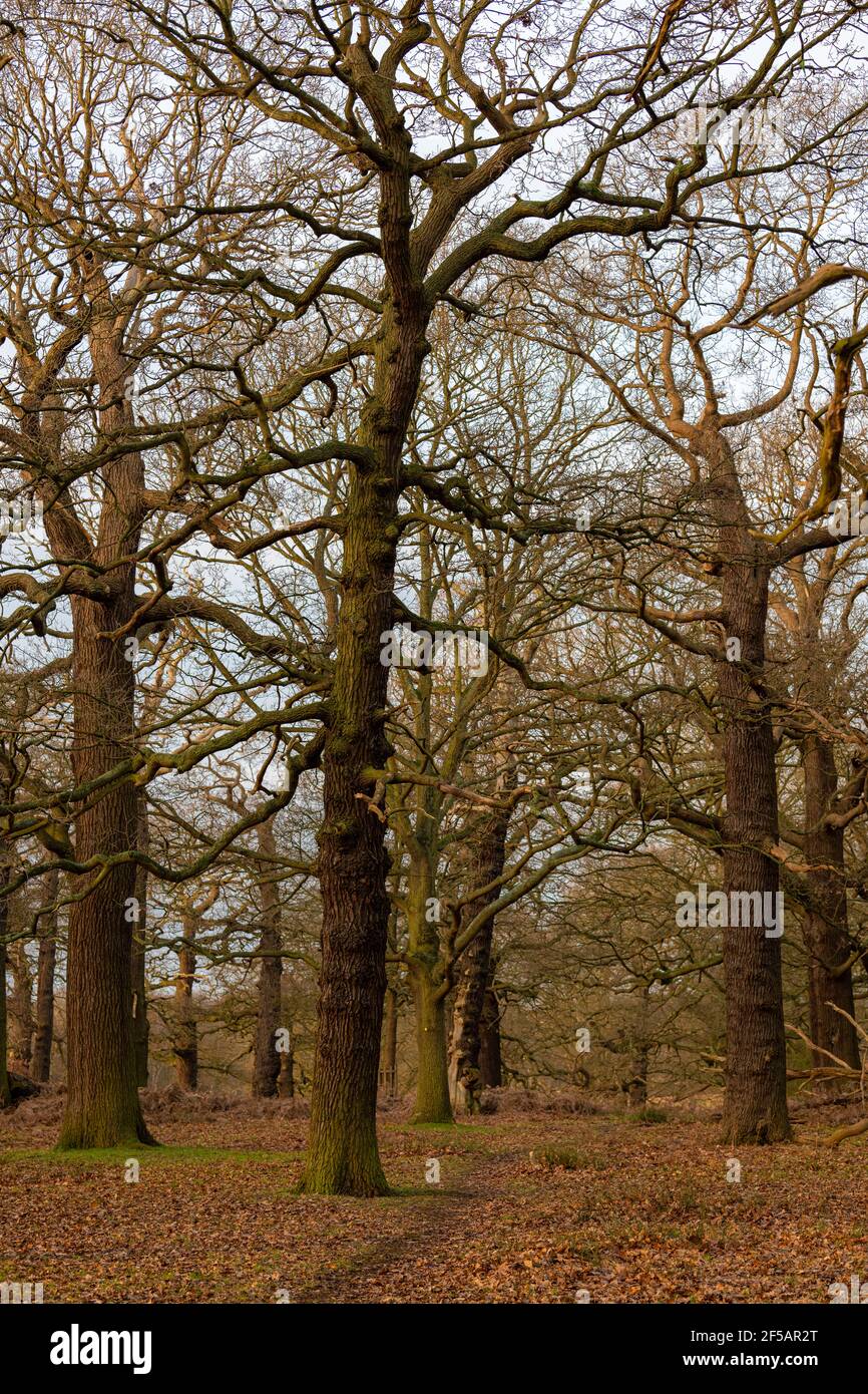 Oak trees in Richmond Park, London, United Kingdom Stock Photo - Alamy