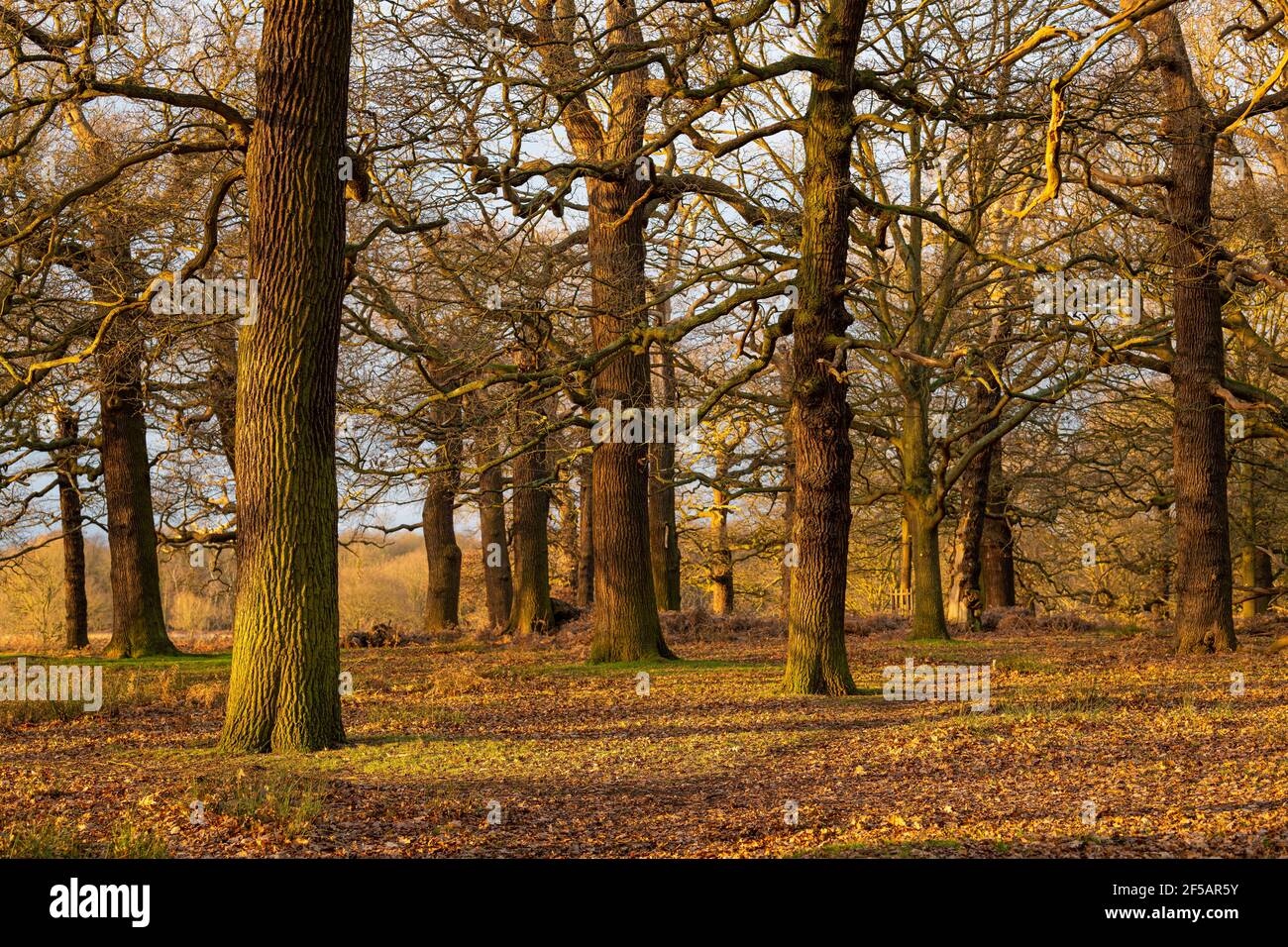 Oak trees in Richmond Park, London, United Kingdom Stock Photo - Alamy