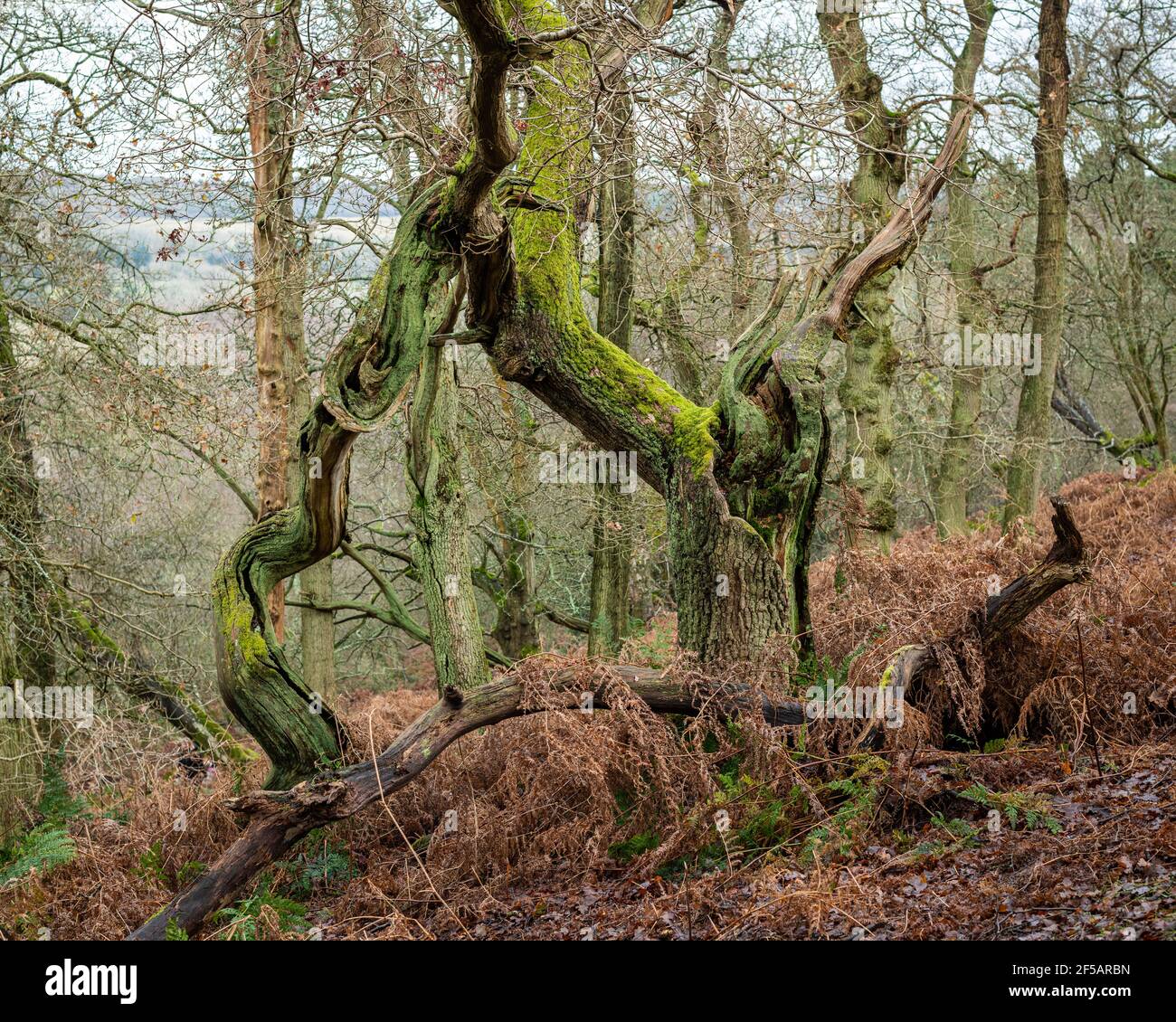 Newlands corner surrey hills england hi-res stock photography and ...