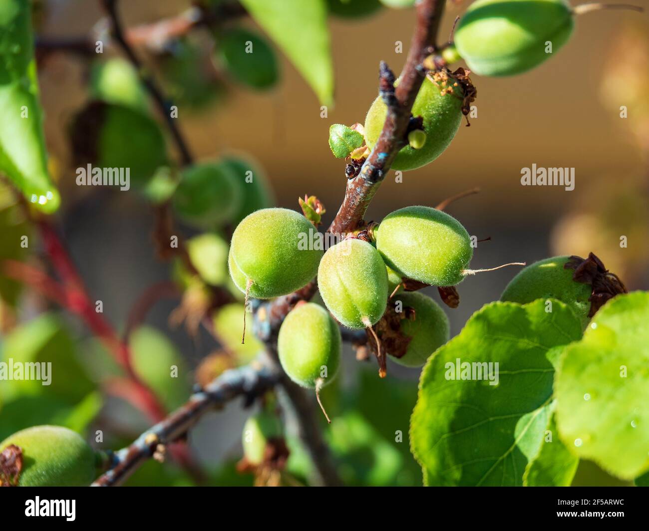 Small apricot fruits on branch Stock Photo - Alamy