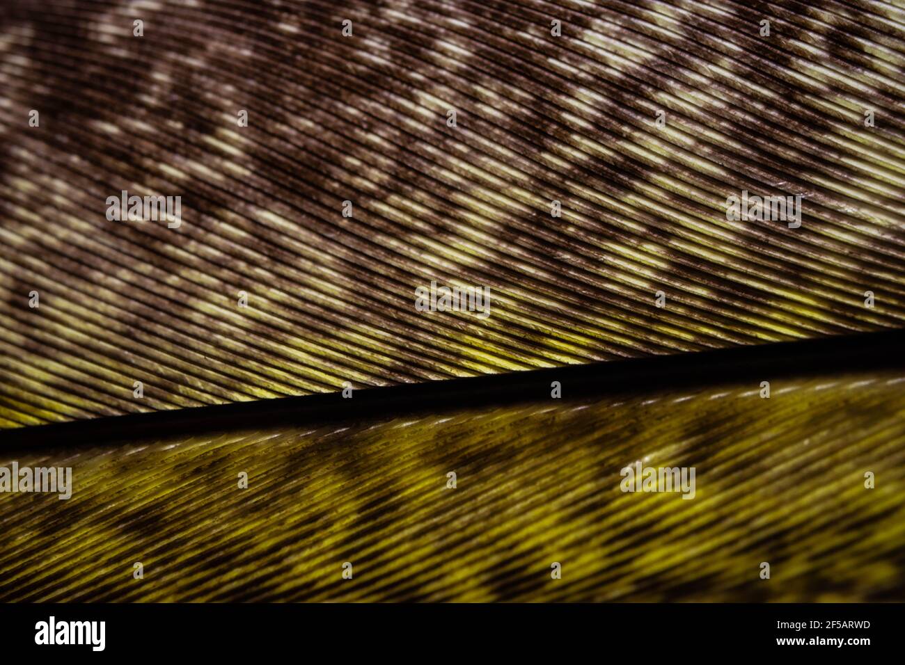 Bird wing texture hi-res stock photography and images - Alamy