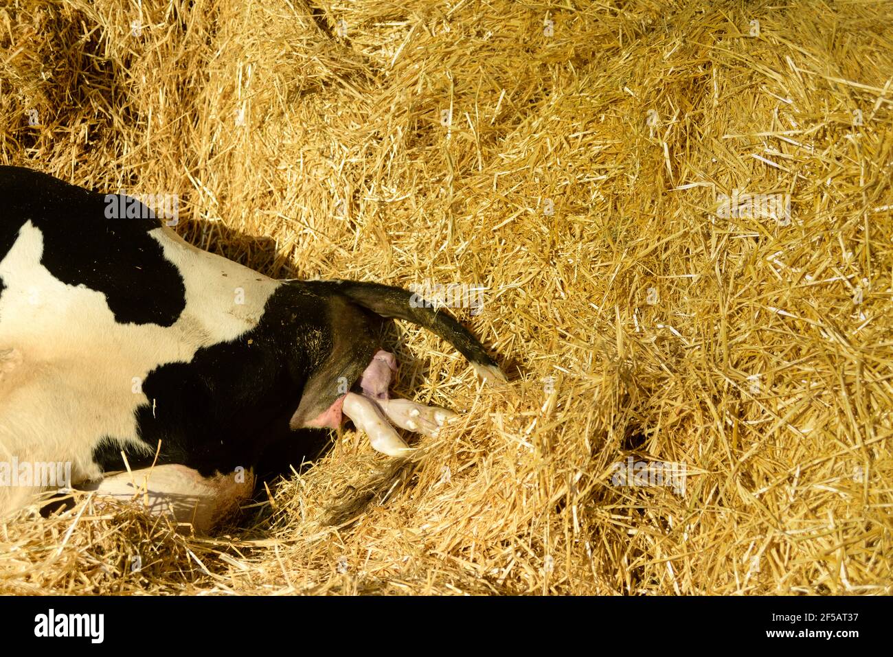 Cow Giving Birth Calf High Resolution Stock Photography and Images - Alamy