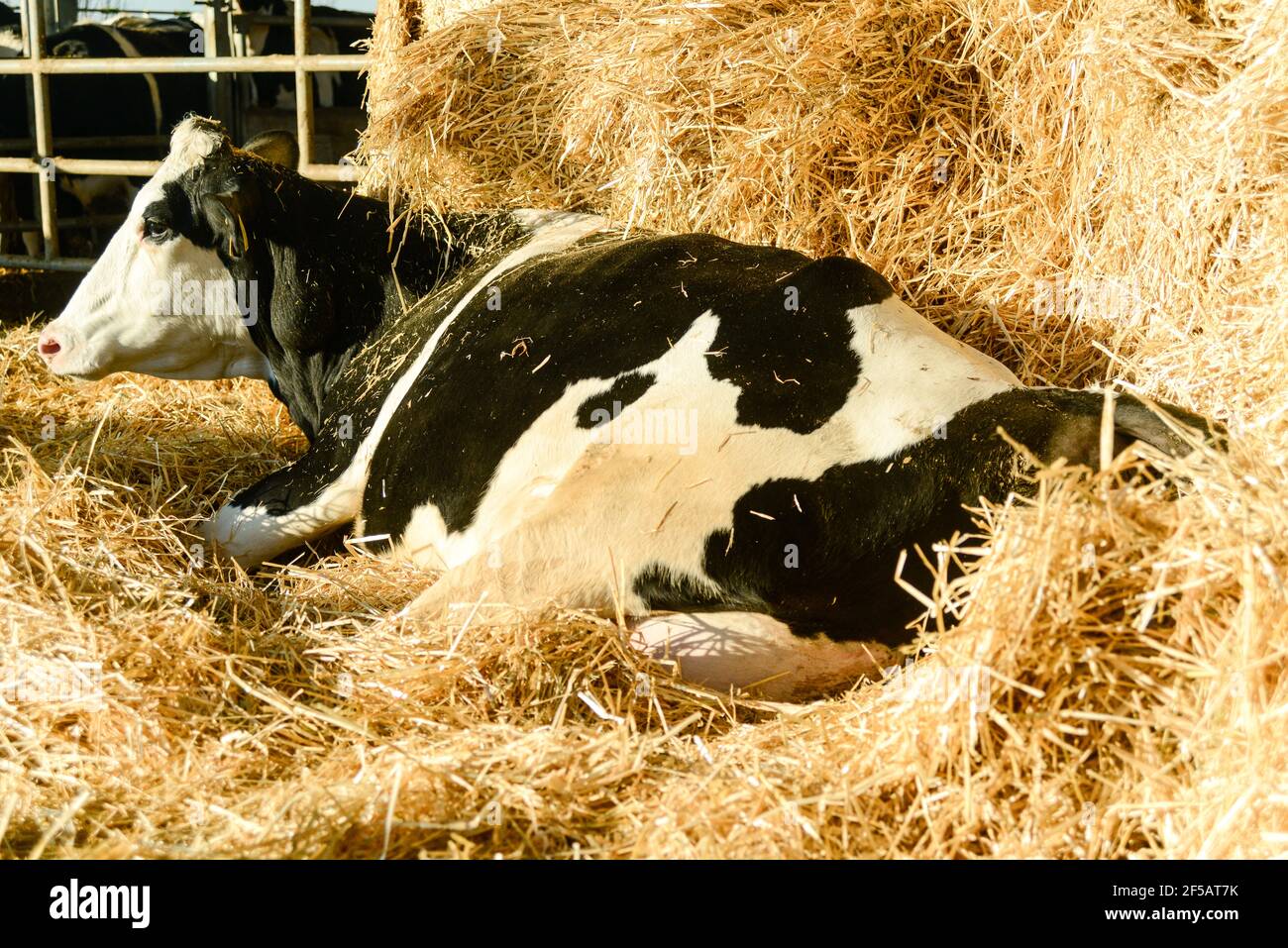 Cow giving birth calf hi-res stock photography and images - Alamy