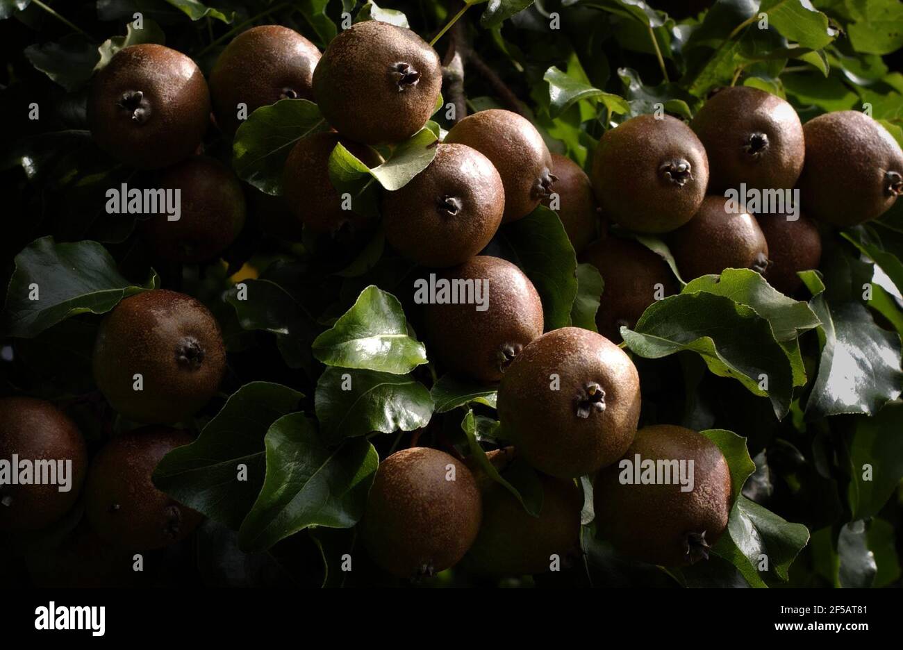 Perry pears hi-res stock photography and images - Alamy