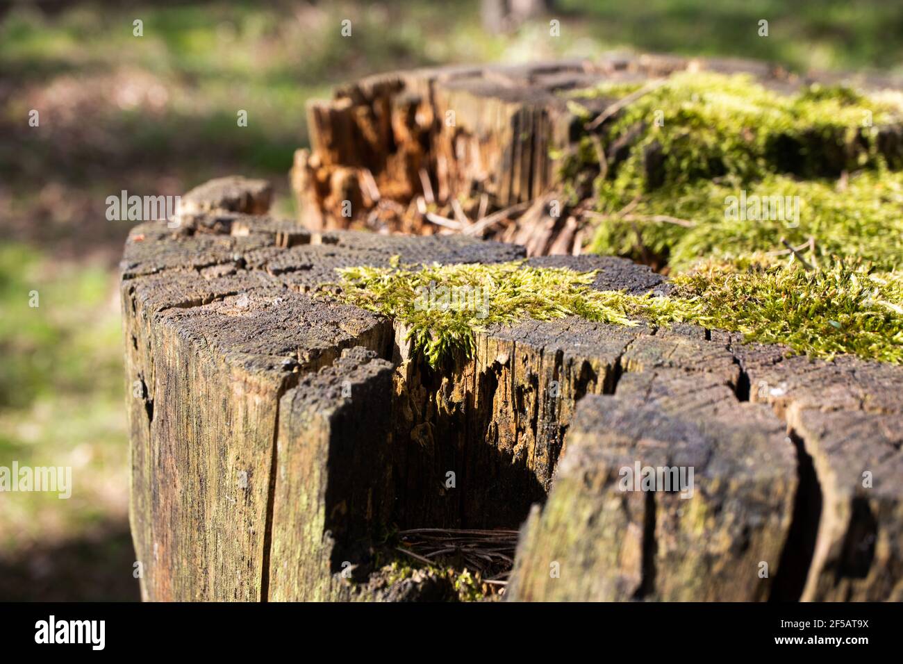 Tree with moss on roots in a green forest or moss on tree trunk. Tree ...