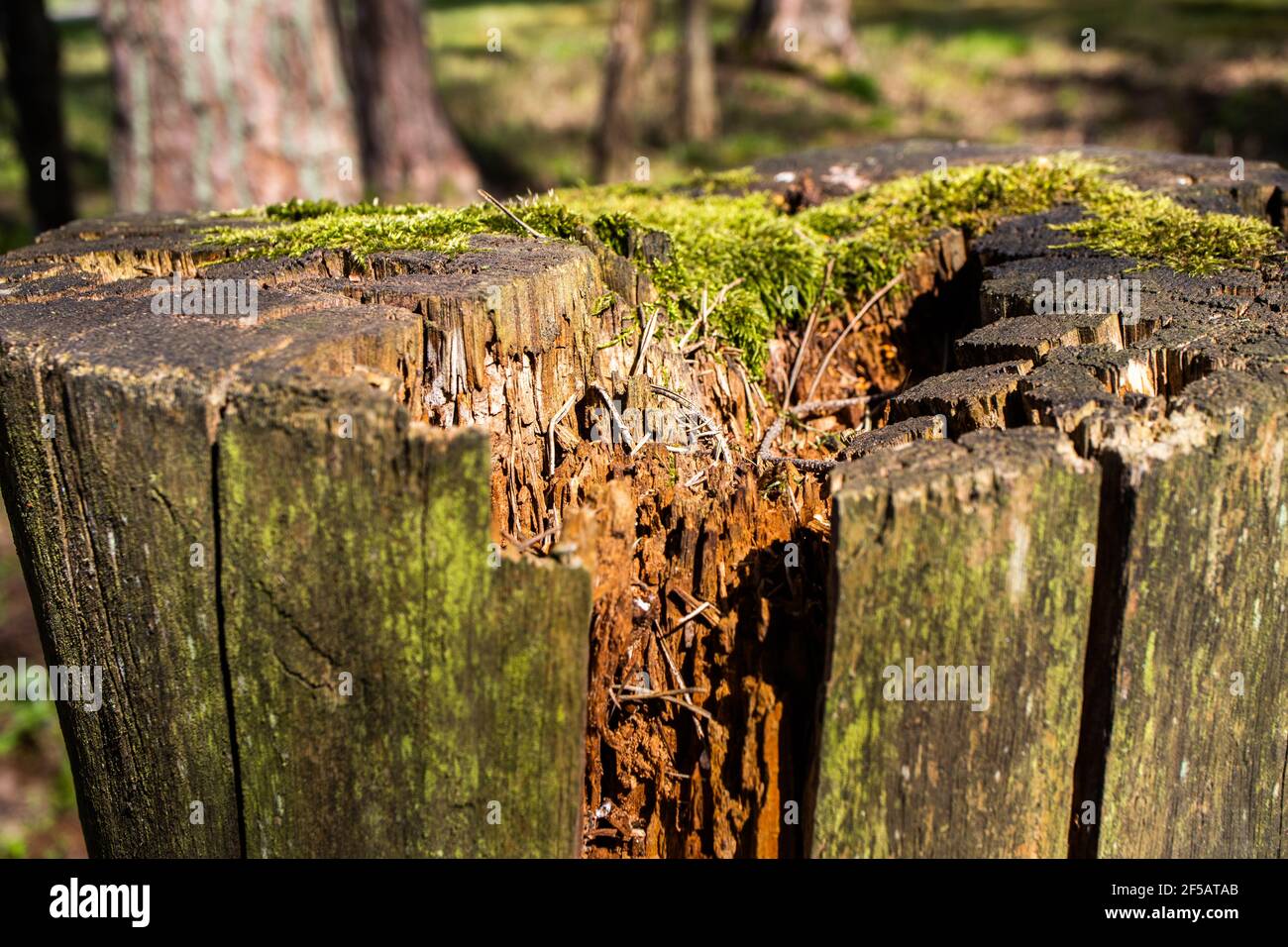 Tree with moss on roots in a green forest or moss on tree trunk. Tree ...