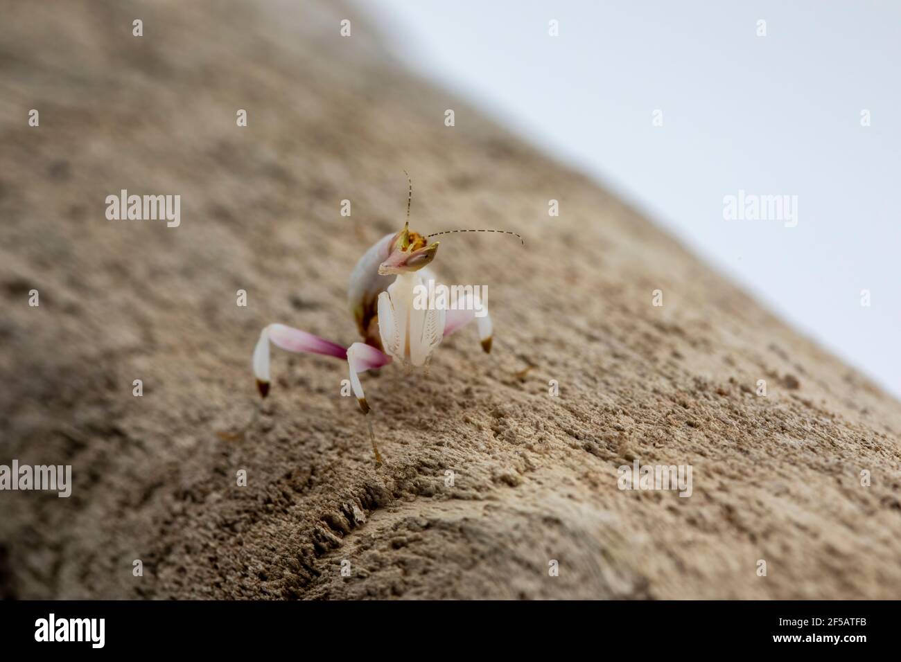 Malaysian orchid mantises hymenopus coronatus hi-res stock photography ...