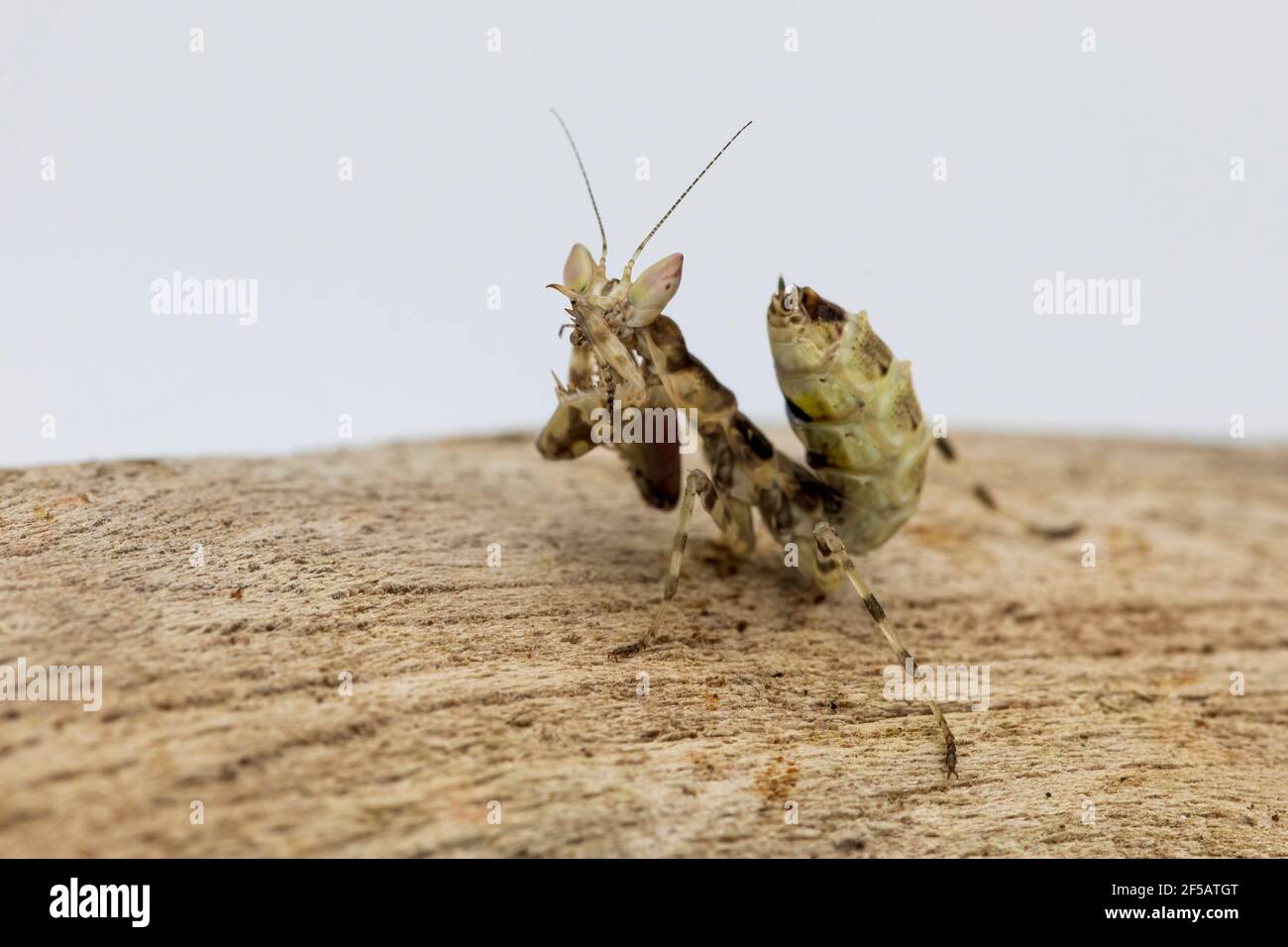A close up of a Malaysian Flower Mantis, using its mandibles to clean ...