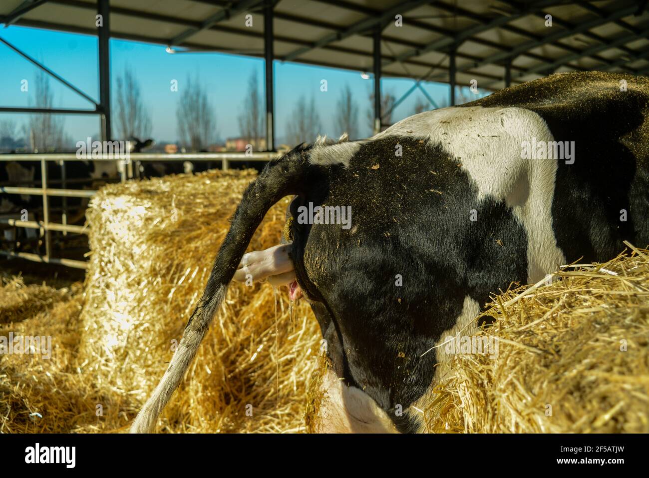 Cow giving birth calf hi-res stock photography and images - Alamy