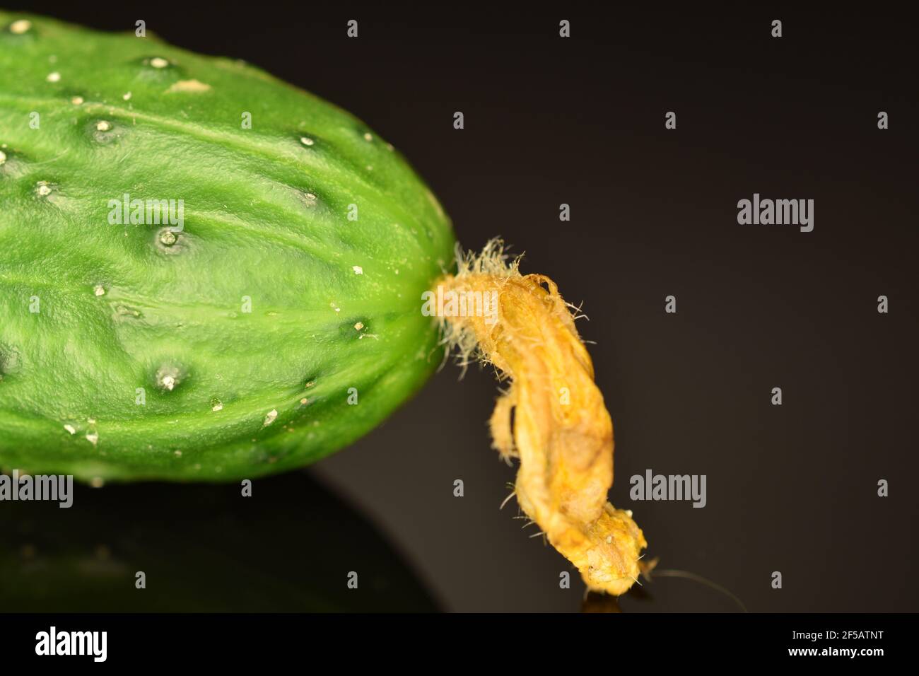 One piece of green organic ripe juicy cucumber, close-up, on a black ...