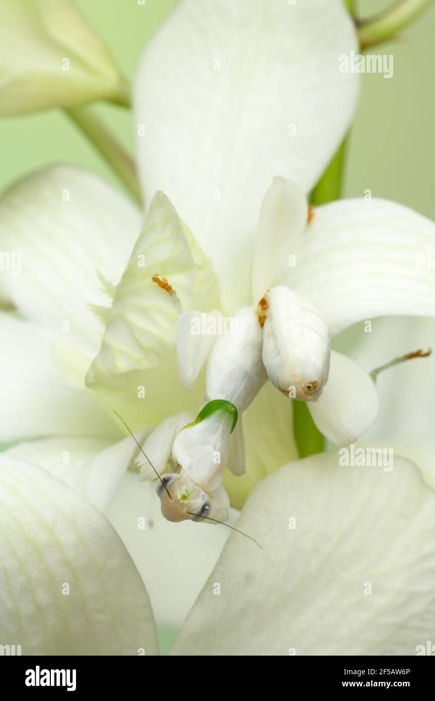 Orchid Mantis - On orchid showing camouflageHymenopus coronatus ...