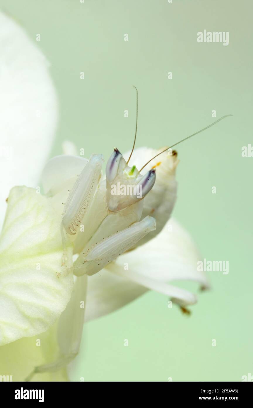 Orchid Mantis - On orchid showing camouflageHymenopus coronatus ...