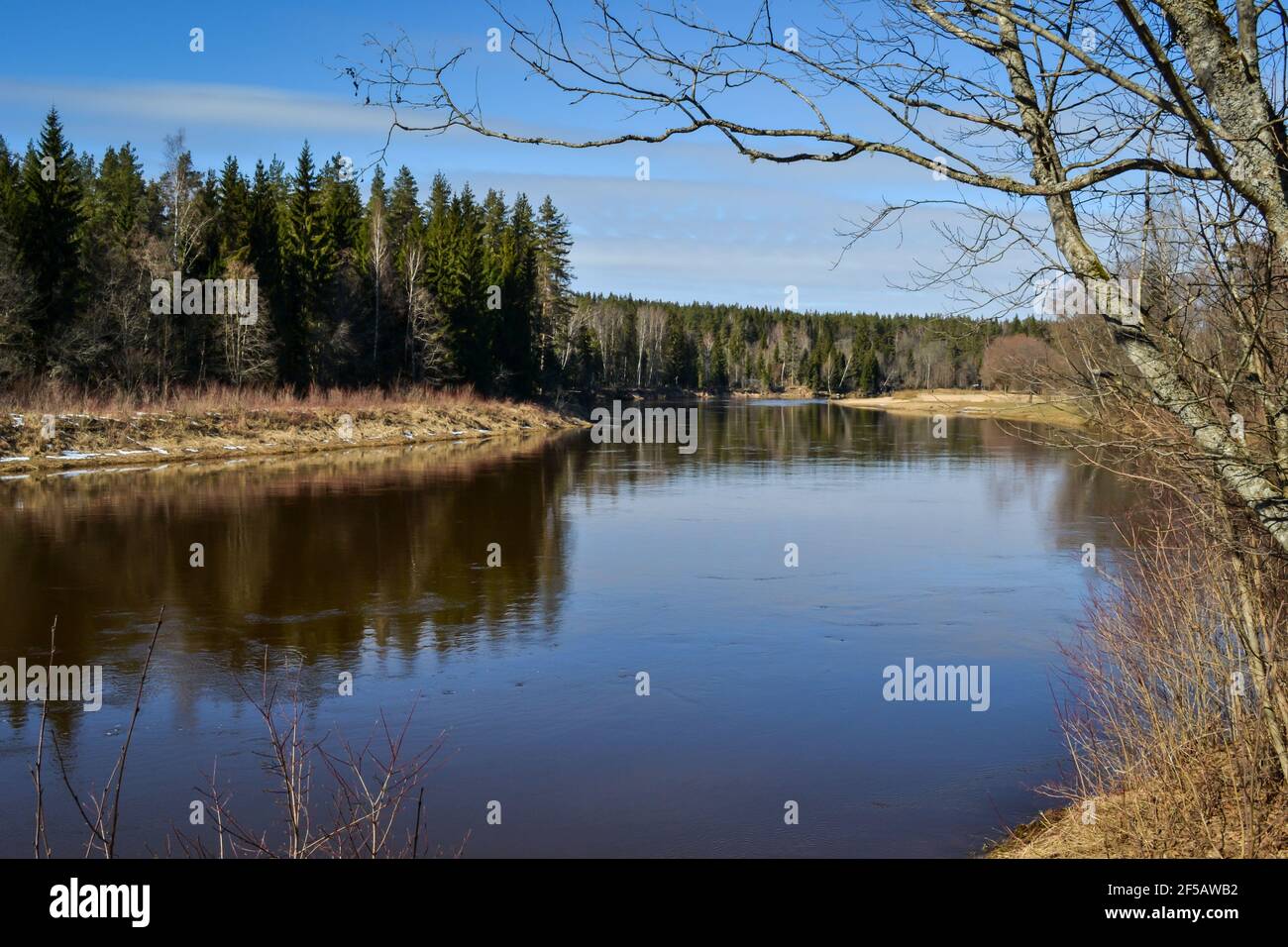scenic spring river view in forest with foliage tree leaf and low water ...