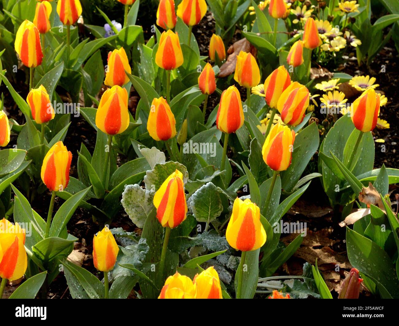 Dripping gem hi-res stock photography and images - Alamy
