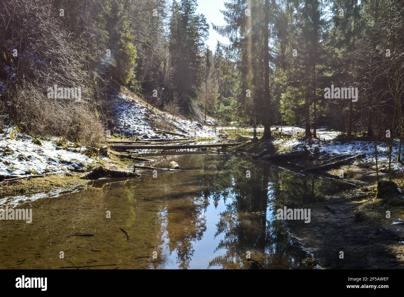 river in the forest with a perfect reflection like a mirror, which ...