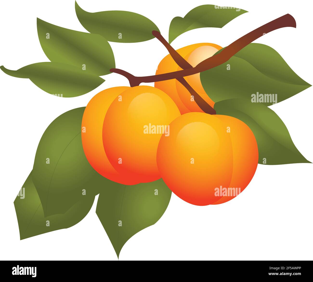 Apricot Tree Clipart