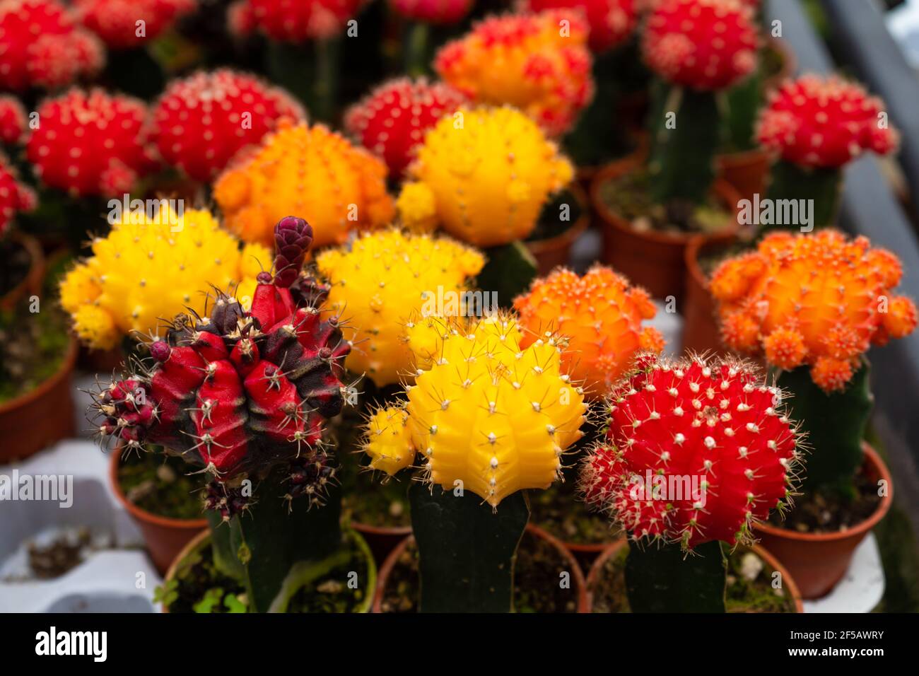 Cacti of different shapes and breeds on the cactus farm. Plants for ...