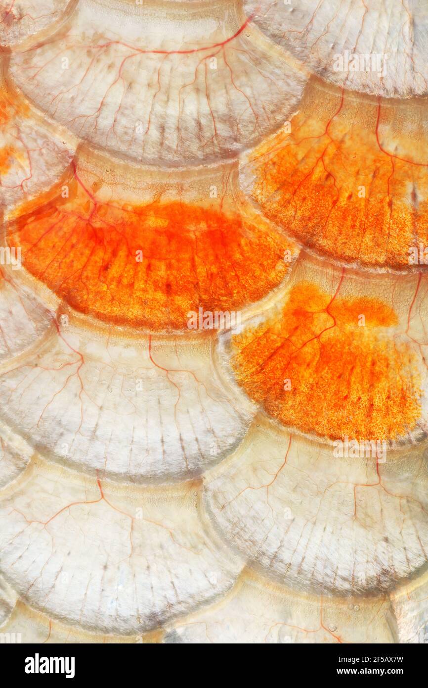 Fish scales koi carp close hi-res stock photography and images - Alamy