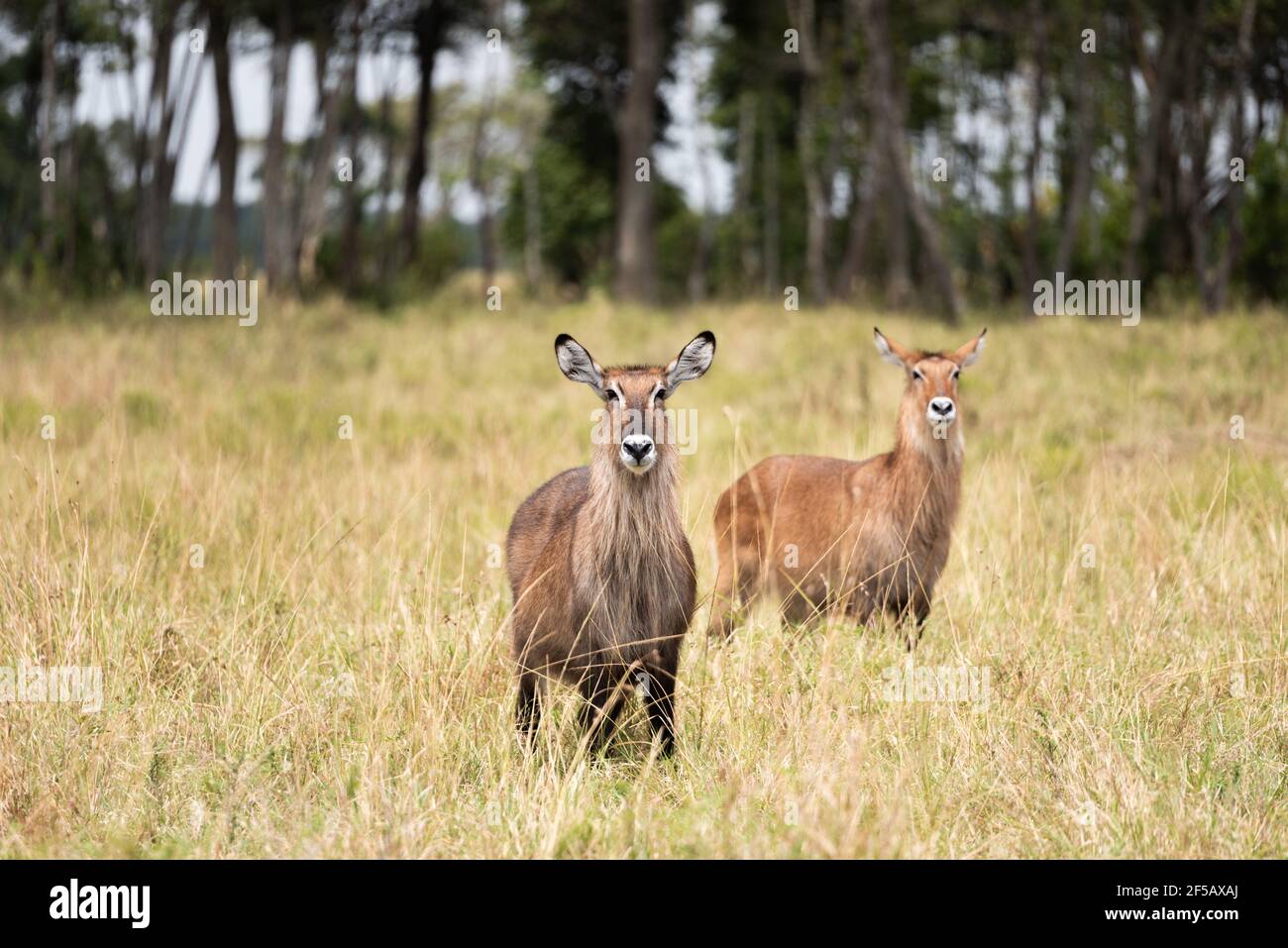 Waterbuck in tall grass hi-res stock photography and images - Alamy