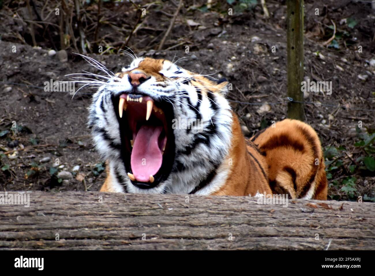 Closeup of a powerful striped tiger yawning showing its sharp teeth in ...
