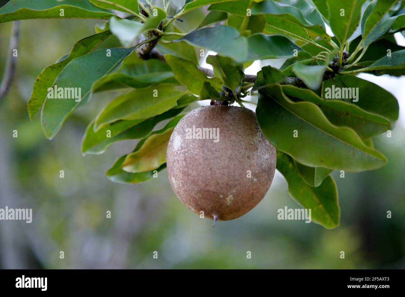 sapota plantation in the countryside in the rural area of Mata de Sao ...