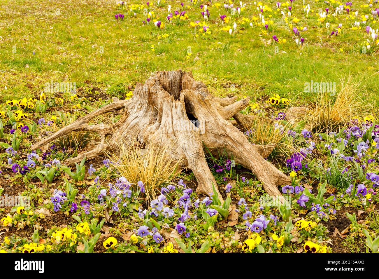 Rotten plant roots hi-res stock photography and images - Alamy