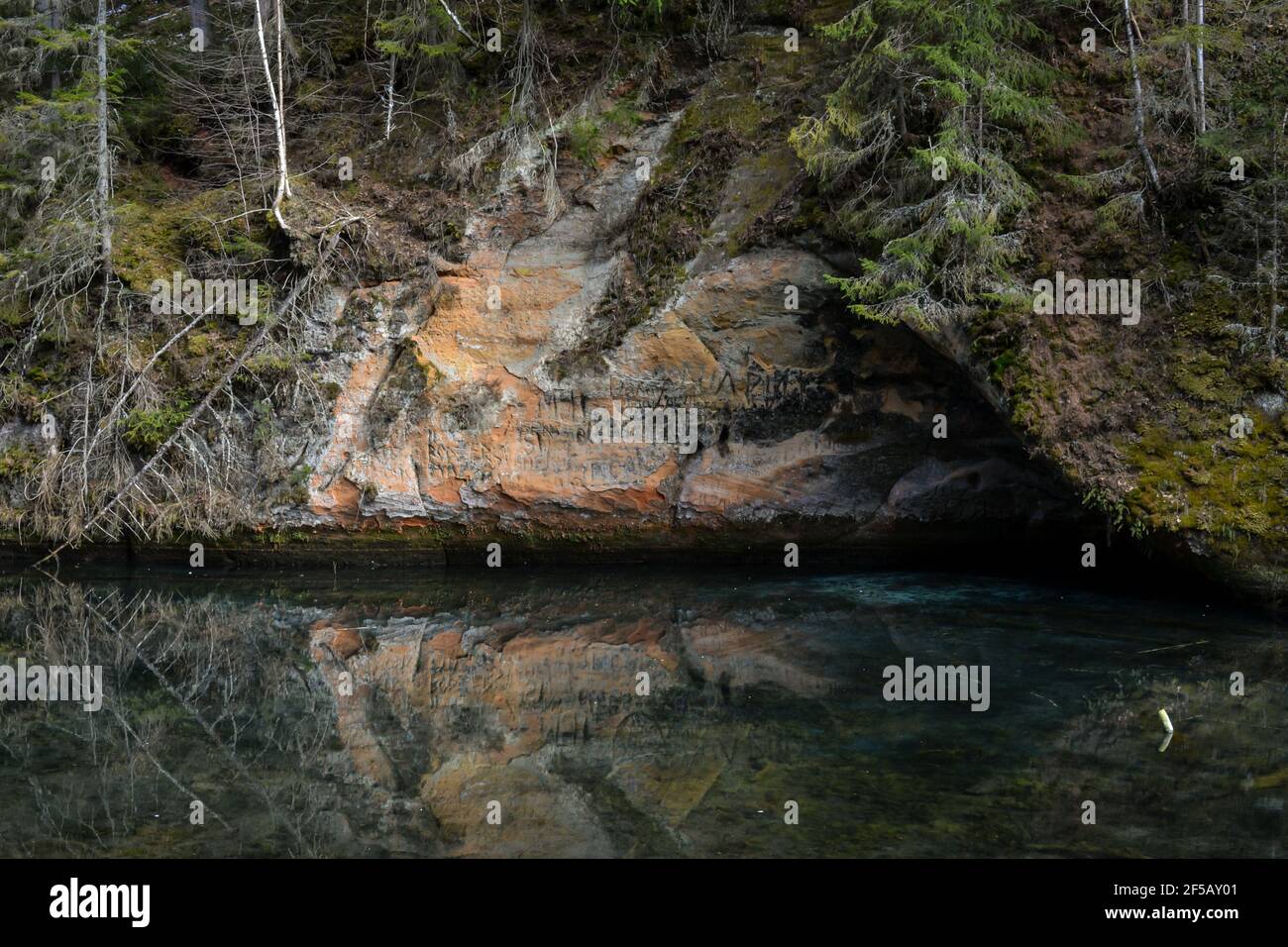 Conifers plant hi-res stock photography and images - Alamy