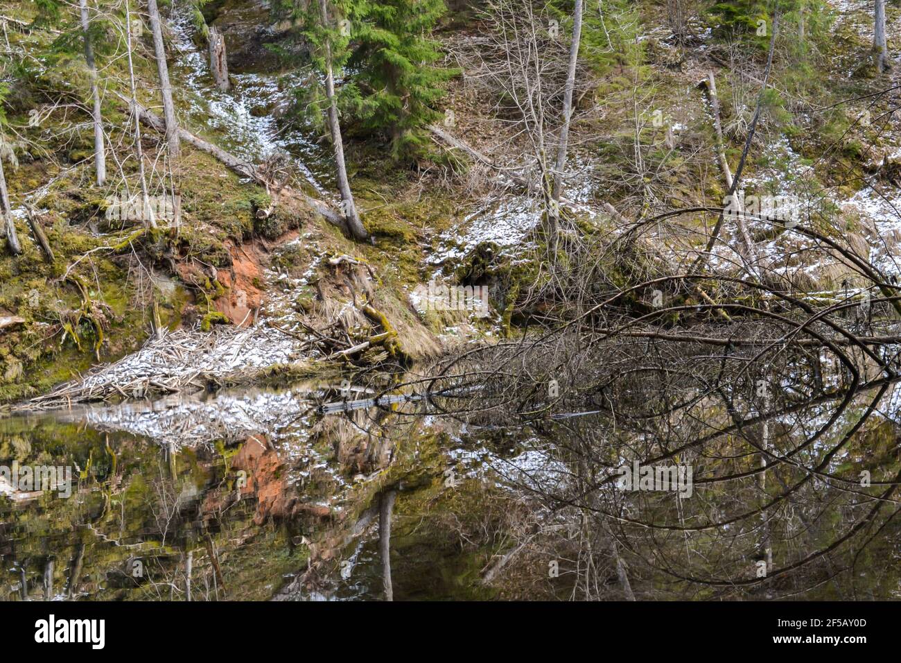 Conifers plant hi-res stock photography and images - Alamy