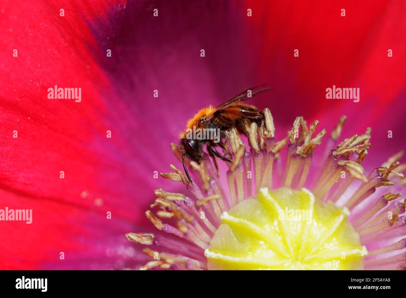 Mason bee uk hi-res stock photography and images - Alamy