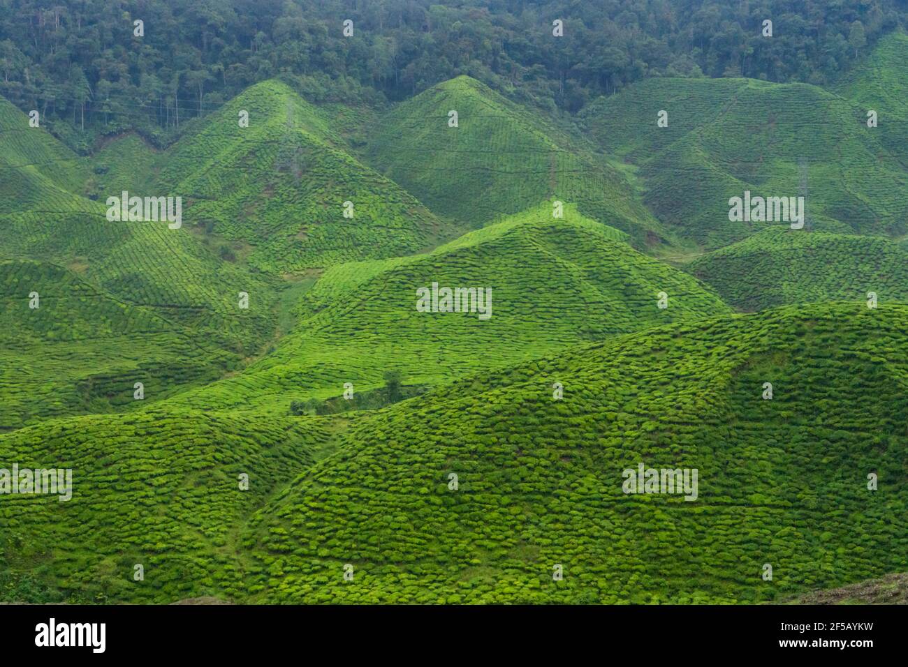 Green tea plantations in the hills in the highlands. The best tea grows ...