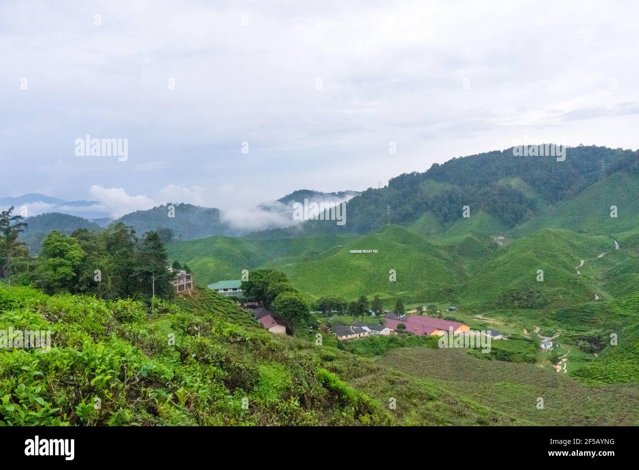 Green tea plantations in the hills in the highlands. The best tea grows ...