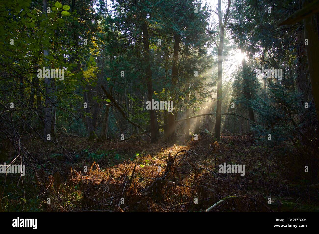 Light beam shines through the forest in the National Park Stock Photo ...