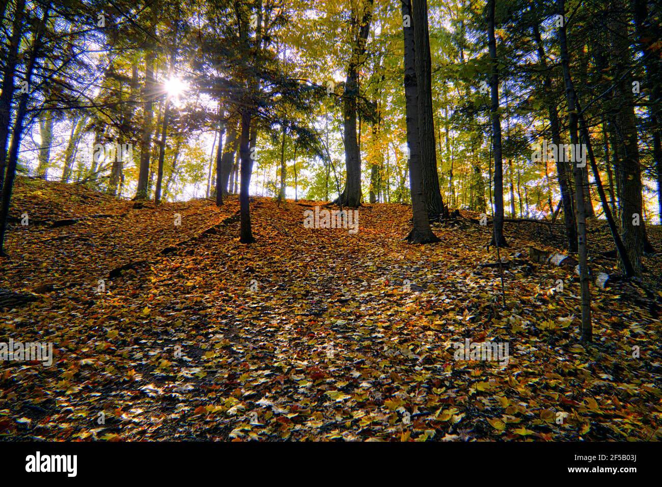 Autumn landscape of the forest in National Park with lens flare Stock ...