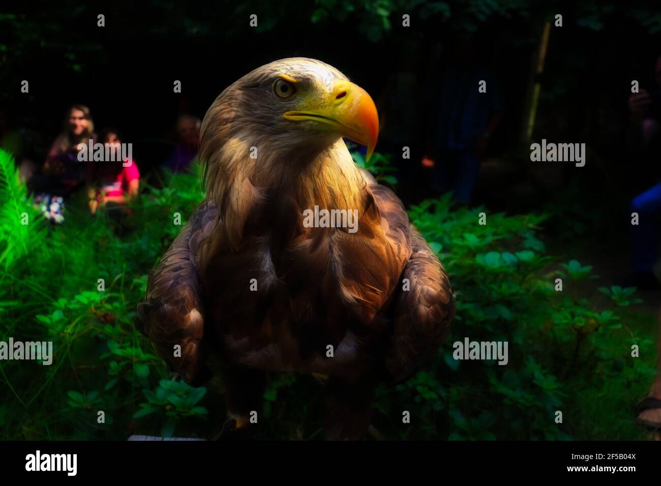 Muskolos hi-res stock photography and images - Alamy