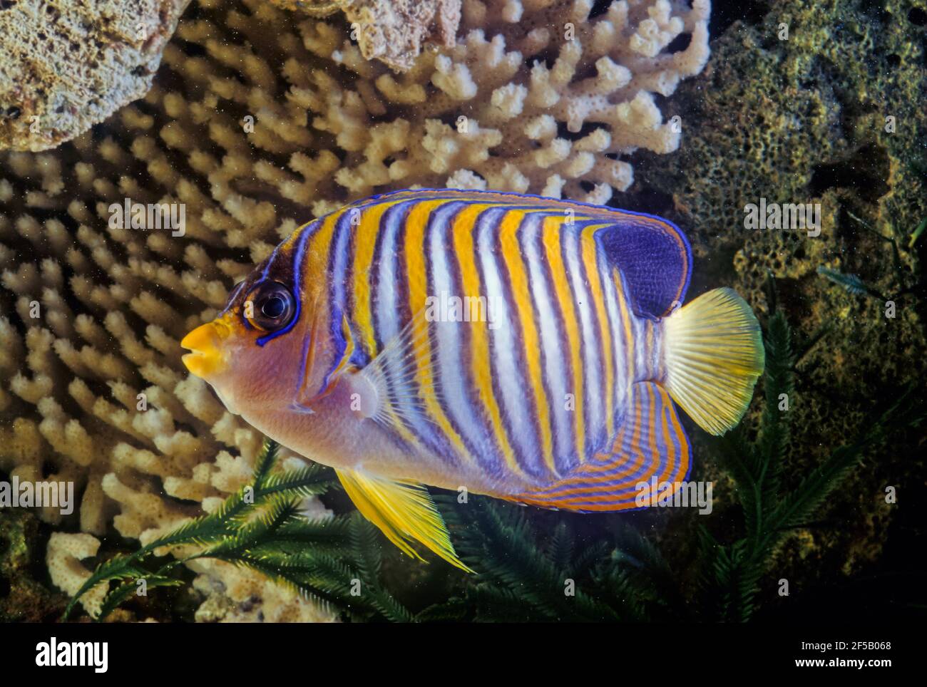 The royal angelfish (Pygoplites diacanthus), or regal angelfish, is a ...