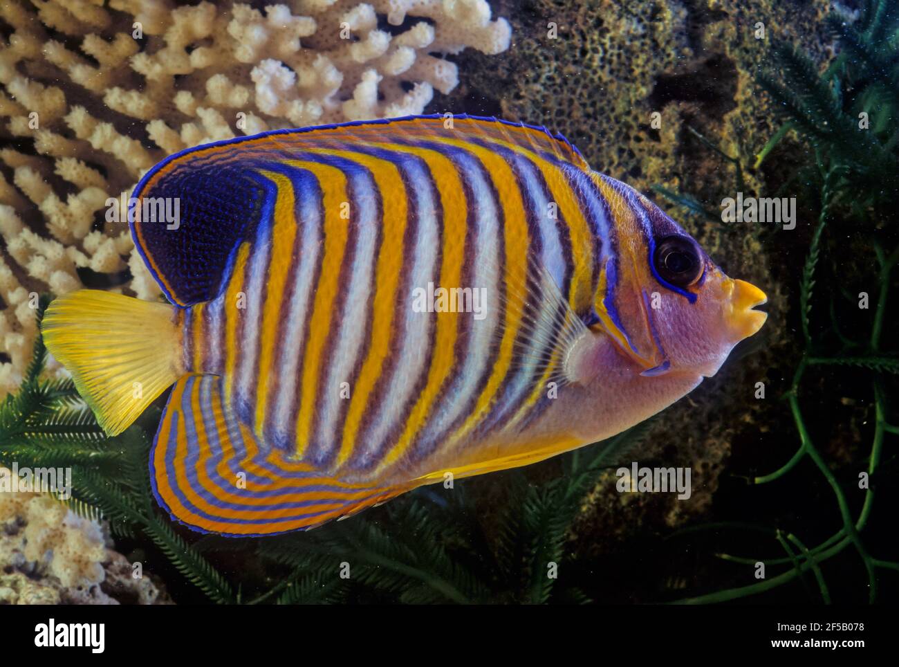 The royal angelfish (Pygoplites diacanthus), or regal angelfish, is a ...