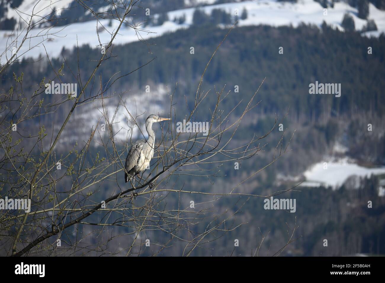Grey heron sitting on a tree in the sun Stock Photo - Alamy
