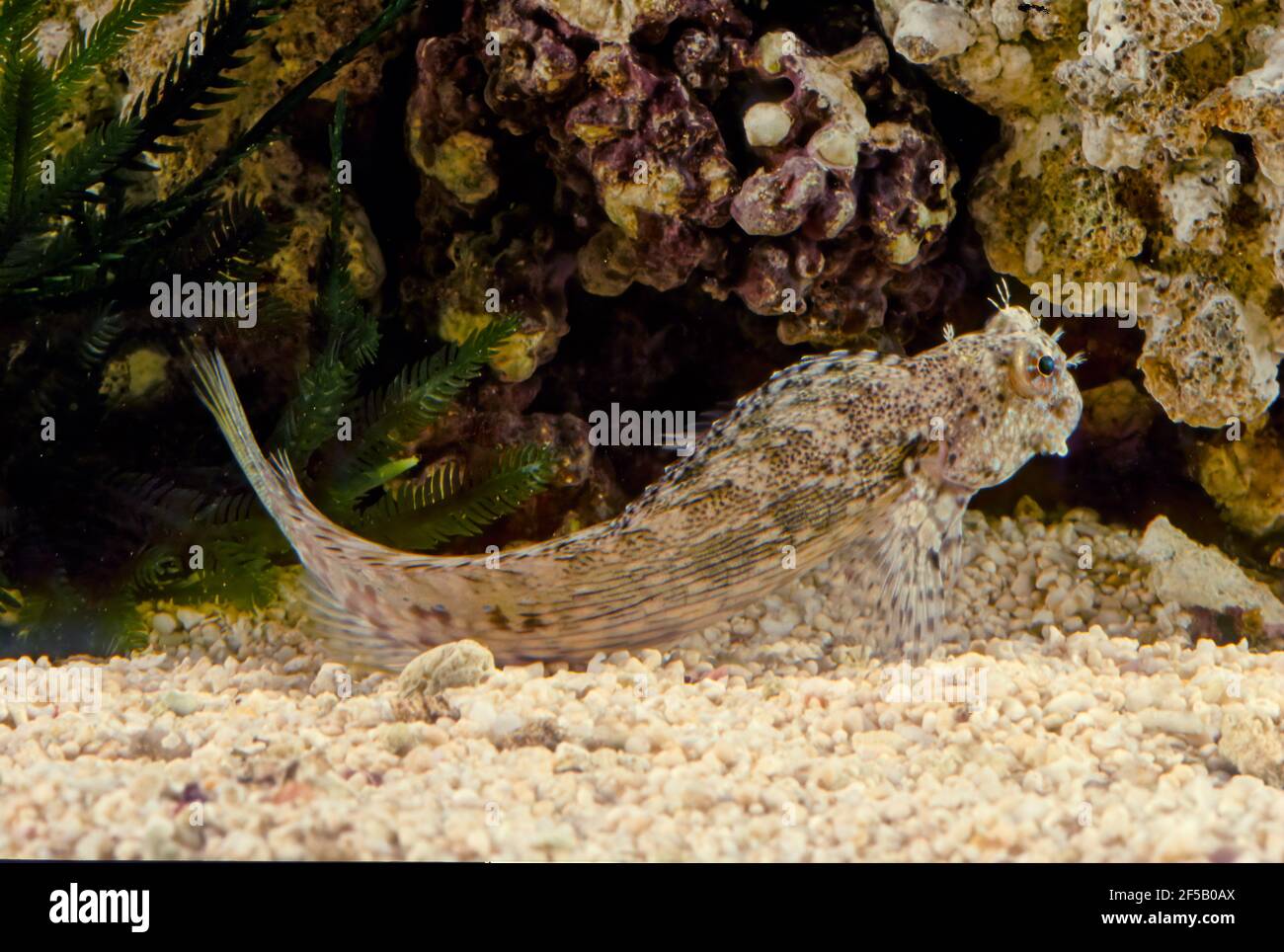 Salarias fasciatus (jewelled blenny) is a popular marine aquarium fish ...