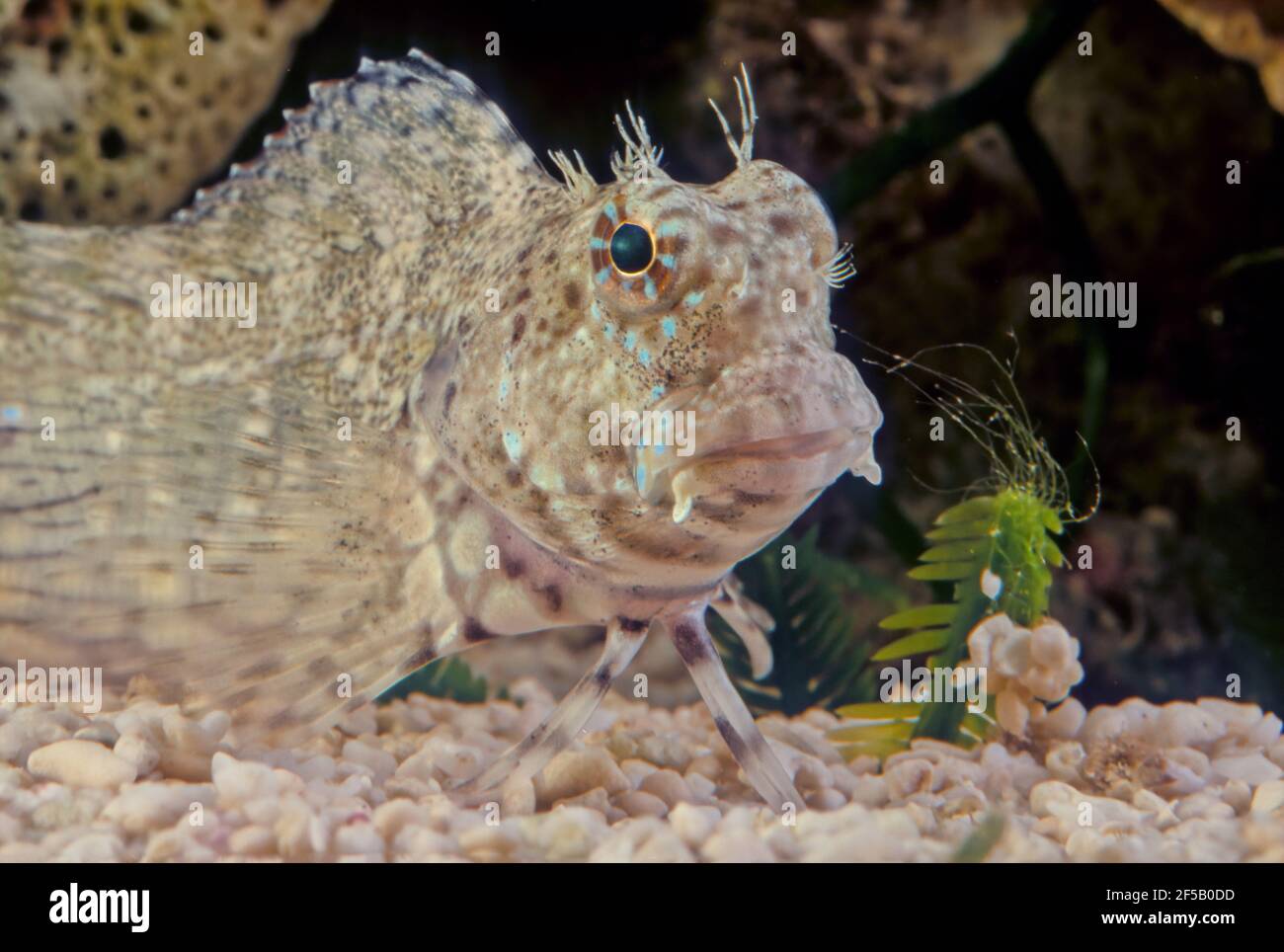 Salarias fasciatus (jewelled blenny) is a popular marine aquarium fish ...