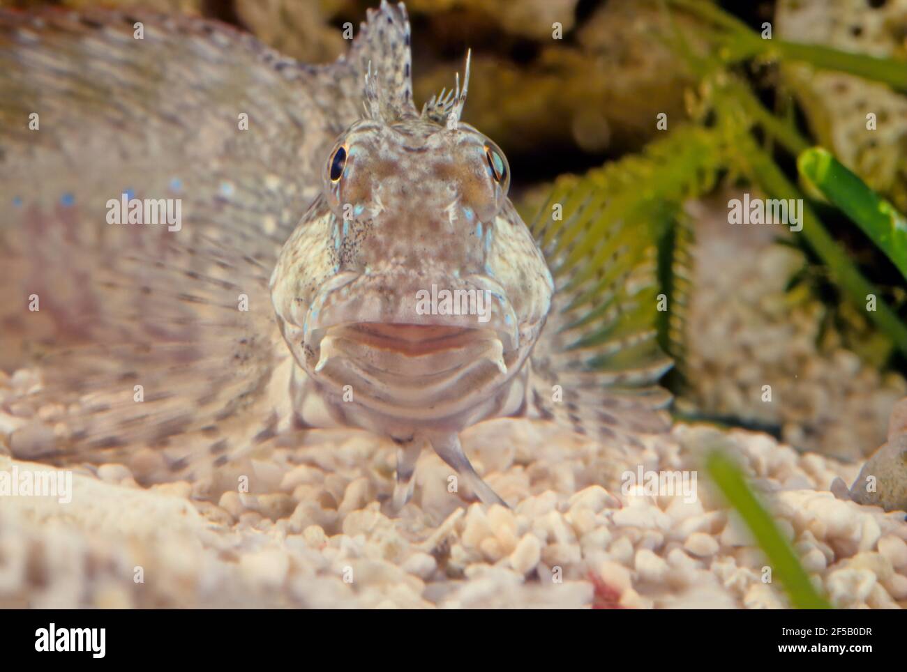 Salarias fasciatus (jewelled blenny) is a popular marine aquarium fish ...