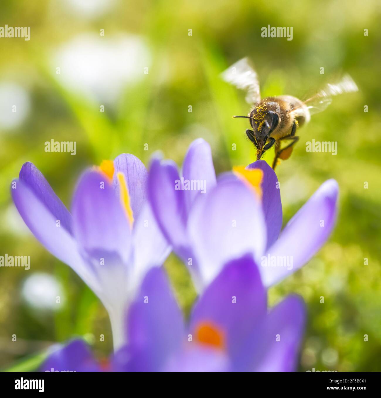 Macro of a bee flying to a purple crocus flower blossom Stock Photo - Alamy